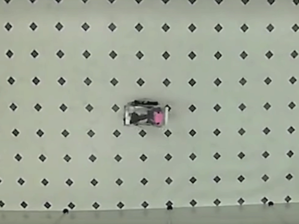 Ilmuwan Ajari Tikus Menyetir Mobil-Mobilan, Lihat Hasilnya - Berita ...